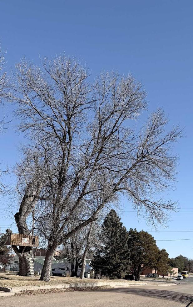City receives grant to remove Ash Trees at risk of borer disease ...